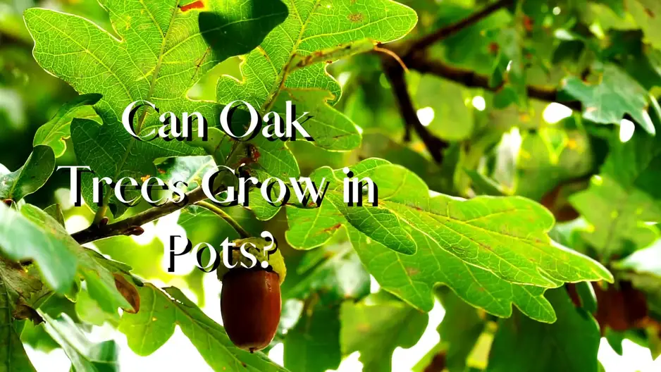 Can Oak Trees Grow In Pots can-oak-trees-grow-in-pots