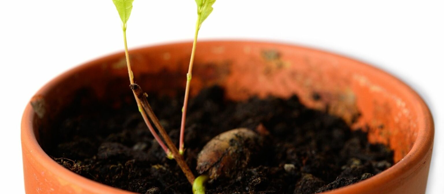 Can Oak Trees Grow in Pots? Can Oak Trees Grow in Pots?