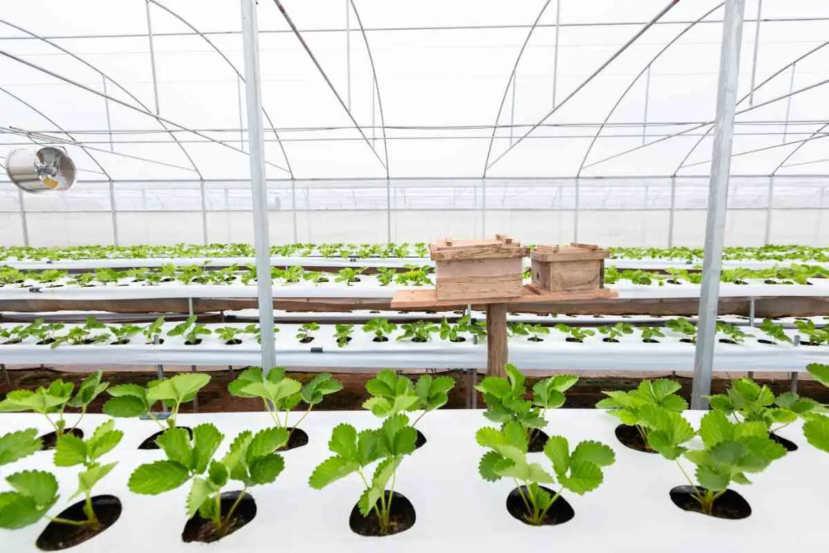 Do Bee Houses Work in Greenhouses?