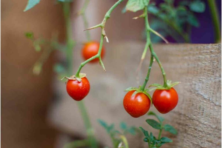 How to Grow Tomatoes In Pallets