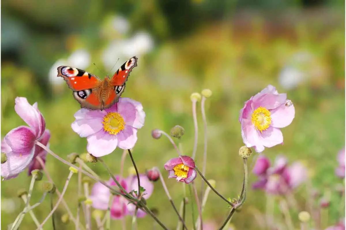 12 Types Of Butterflies Found In Small Gardens