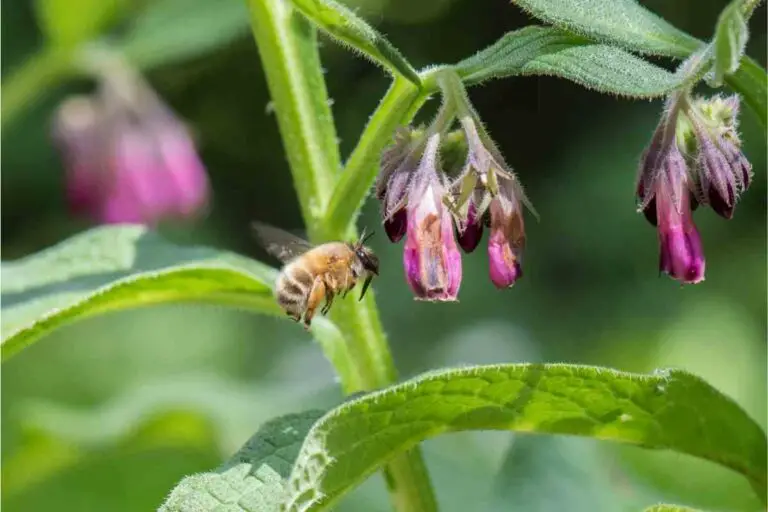 Comfrey Uses In The Garden (Benefits and Cautions)