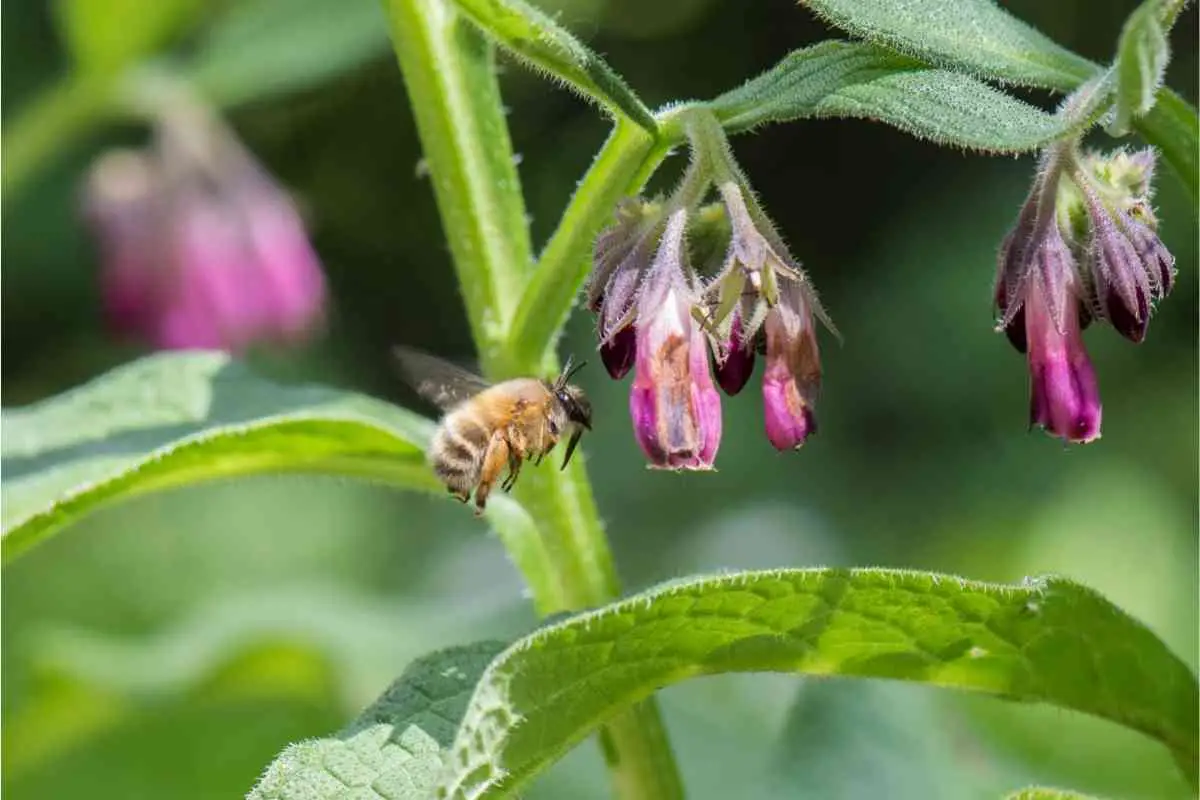 Comfrey Uses In The Garden (Benefits and Cautions)