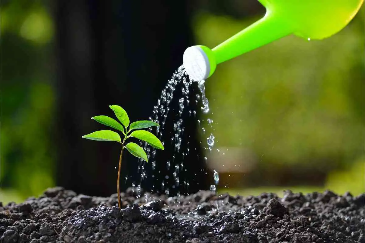 Best Water Gels & Water Retention Products For Plants