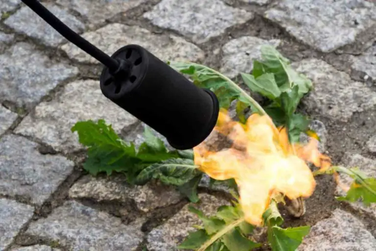 Is It Better To Burn Weeds Than Use Chemicals?