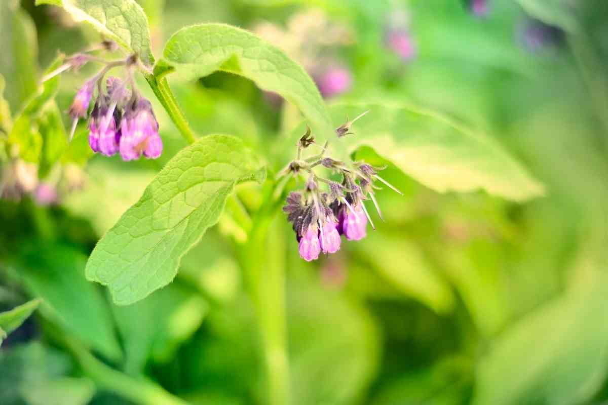 How To Stop Comfrey From Spreading? (No Harsh Chemicals)
