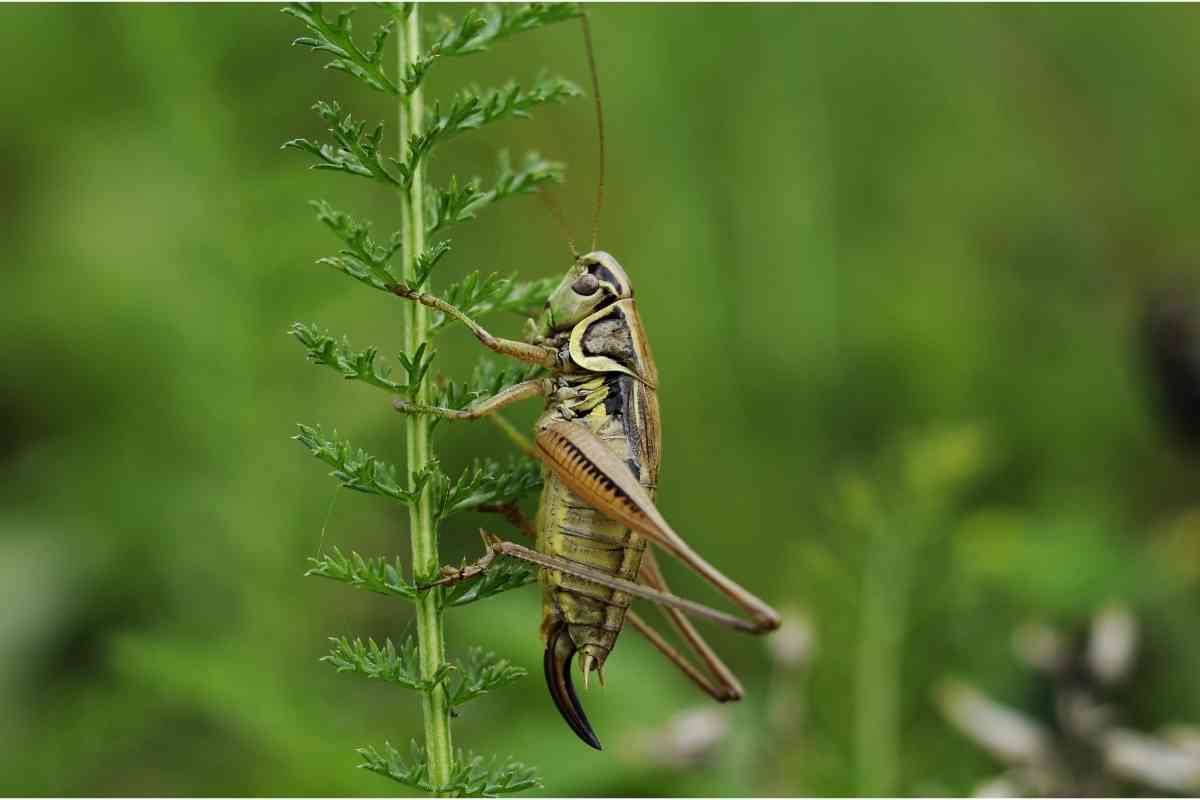 How To Get Rid of Crickets and Prevent Lawn Damage (No Harsh Chemicals)