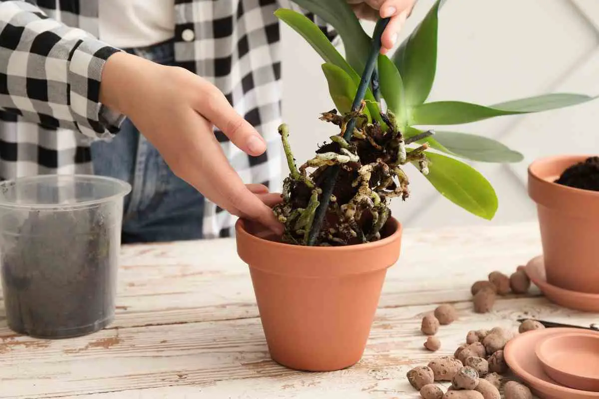 Best Pots for Growing Orchids (Sizes and Types)