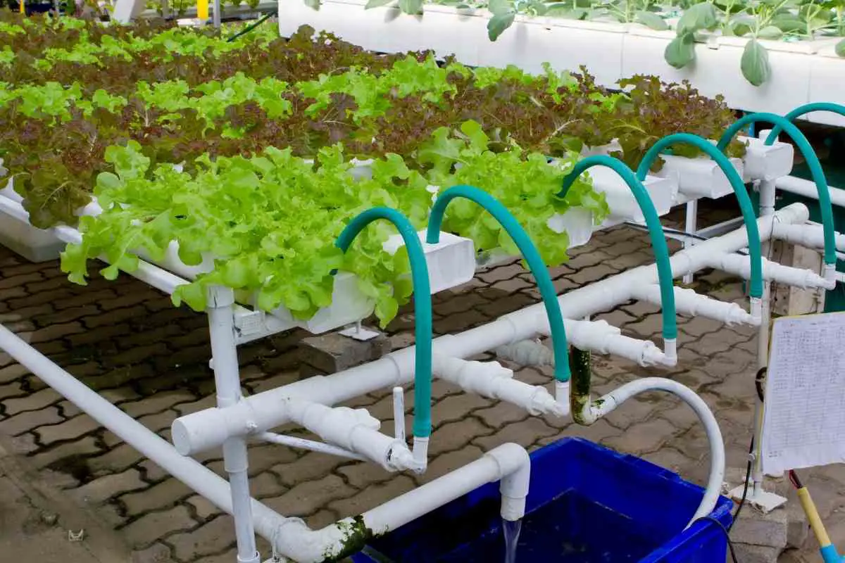 Do Hydroponic Plants Grow Faster?