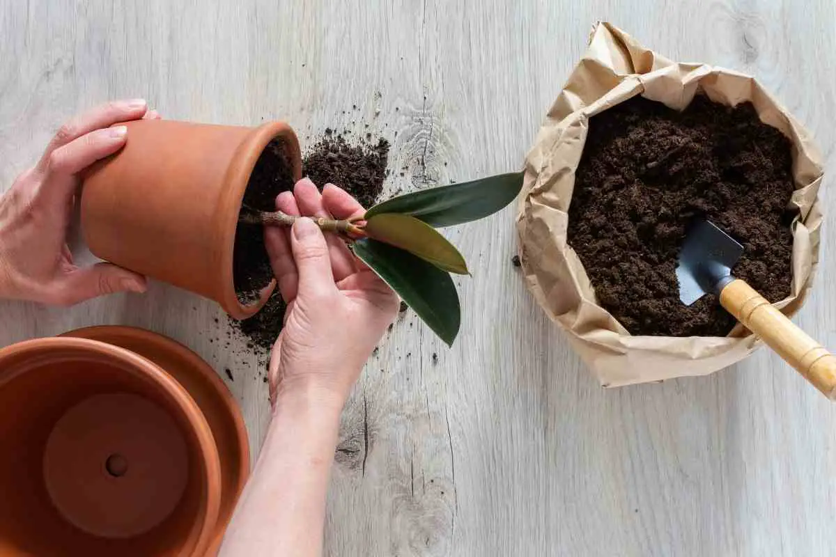 How To Put Manure in Potted Plants