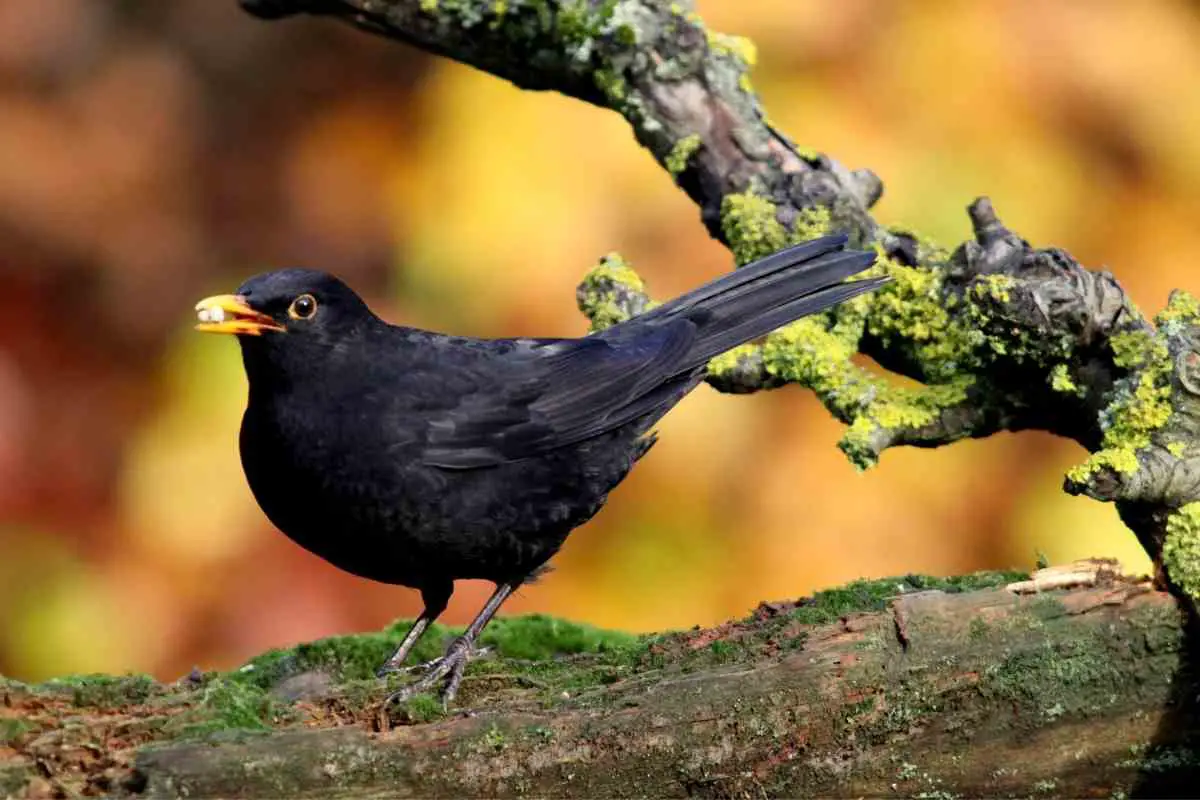 Do Blackbirds Return to the Same Garden?