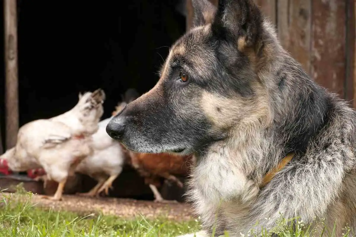 What Can I Do To Protect My Chickens From Foxes?