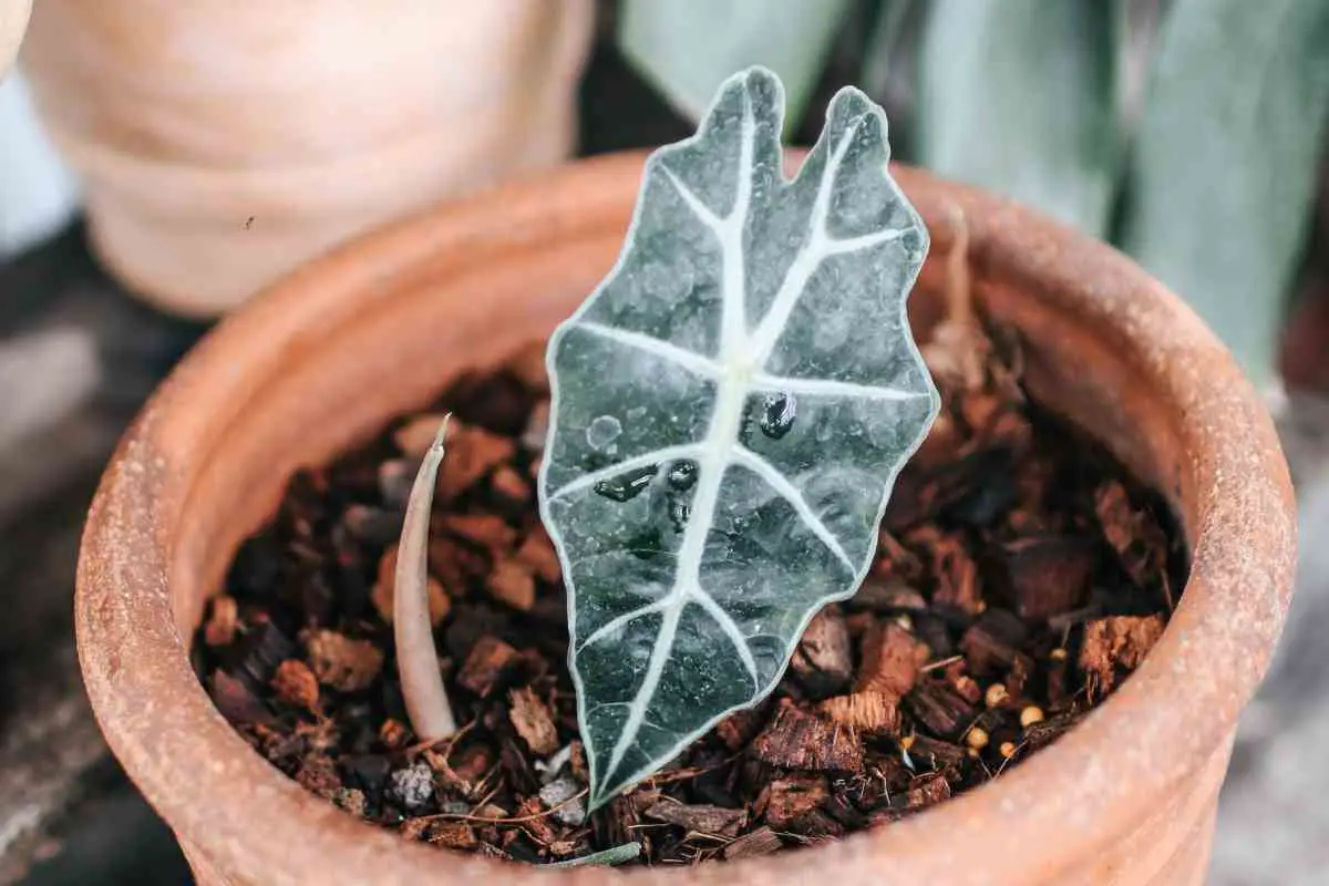 How To Propagate Alocasia Polly