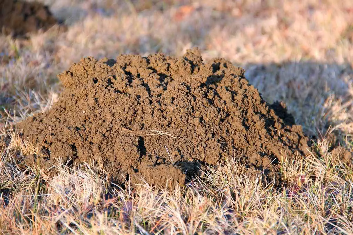 Is Molehill Soil Good for Your Garden?