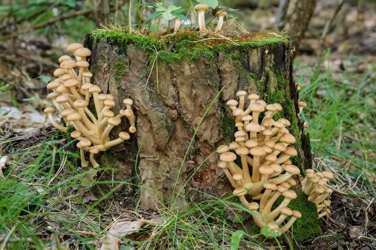 Do Any Vegetables Grow on Trees? (You’ll Be Shocked)