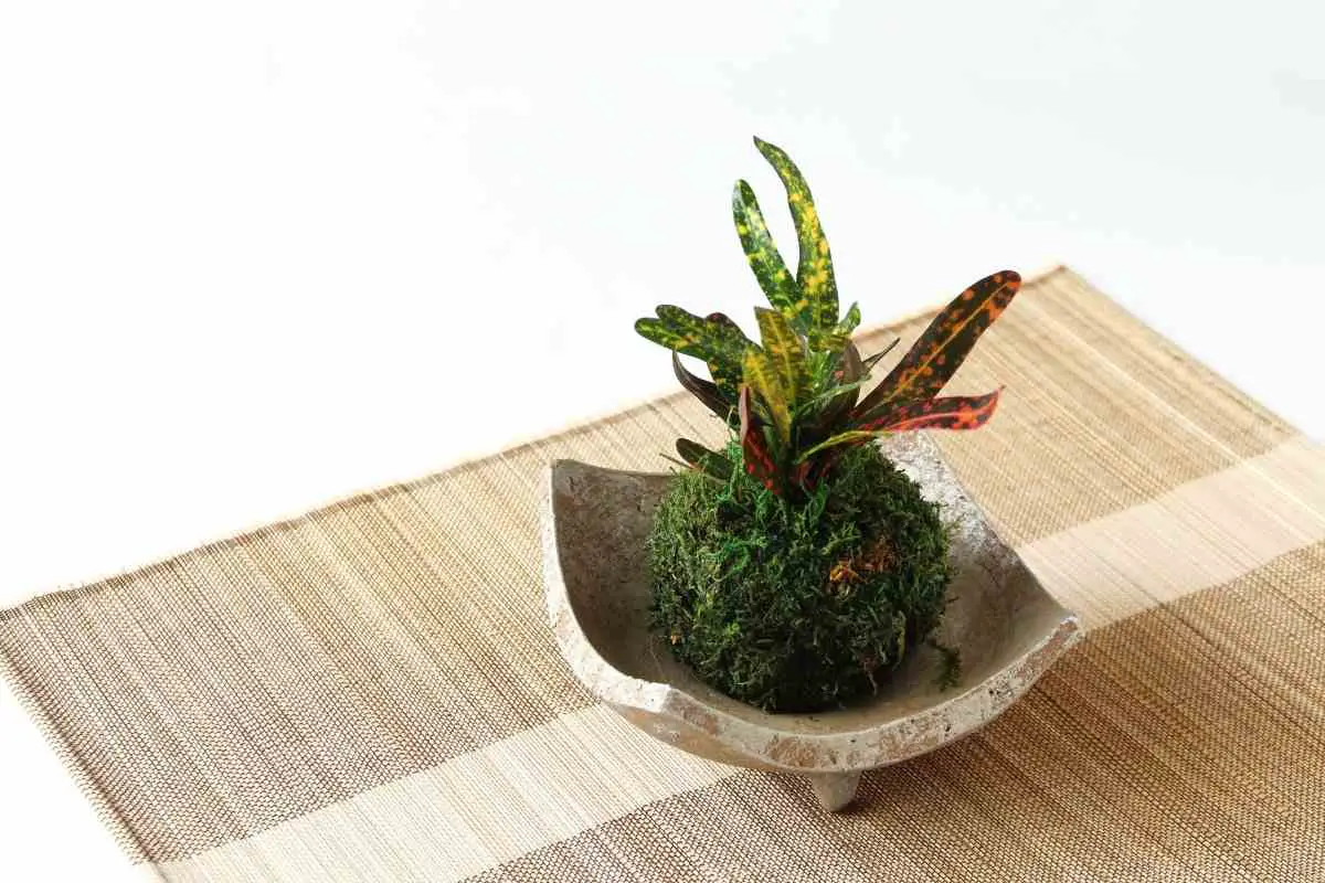 How Often Do Croton Bloom?