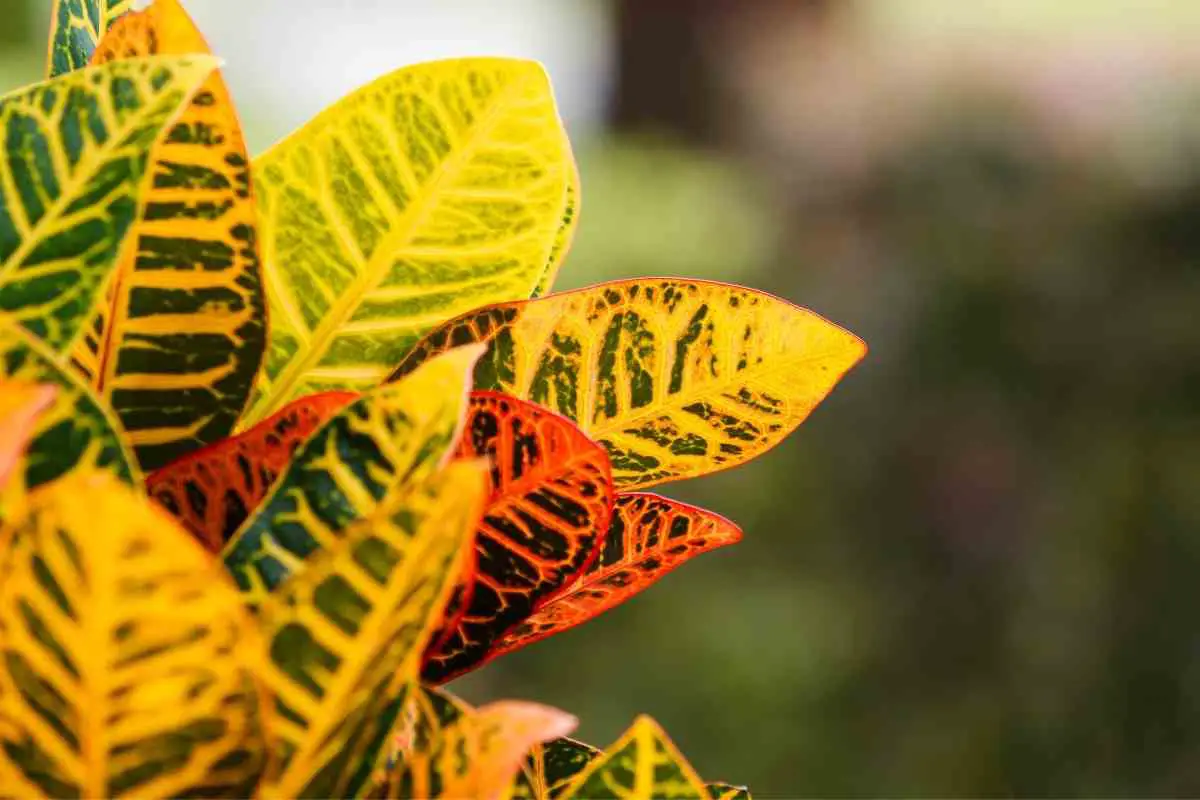 How Often Do Croton Bloom?