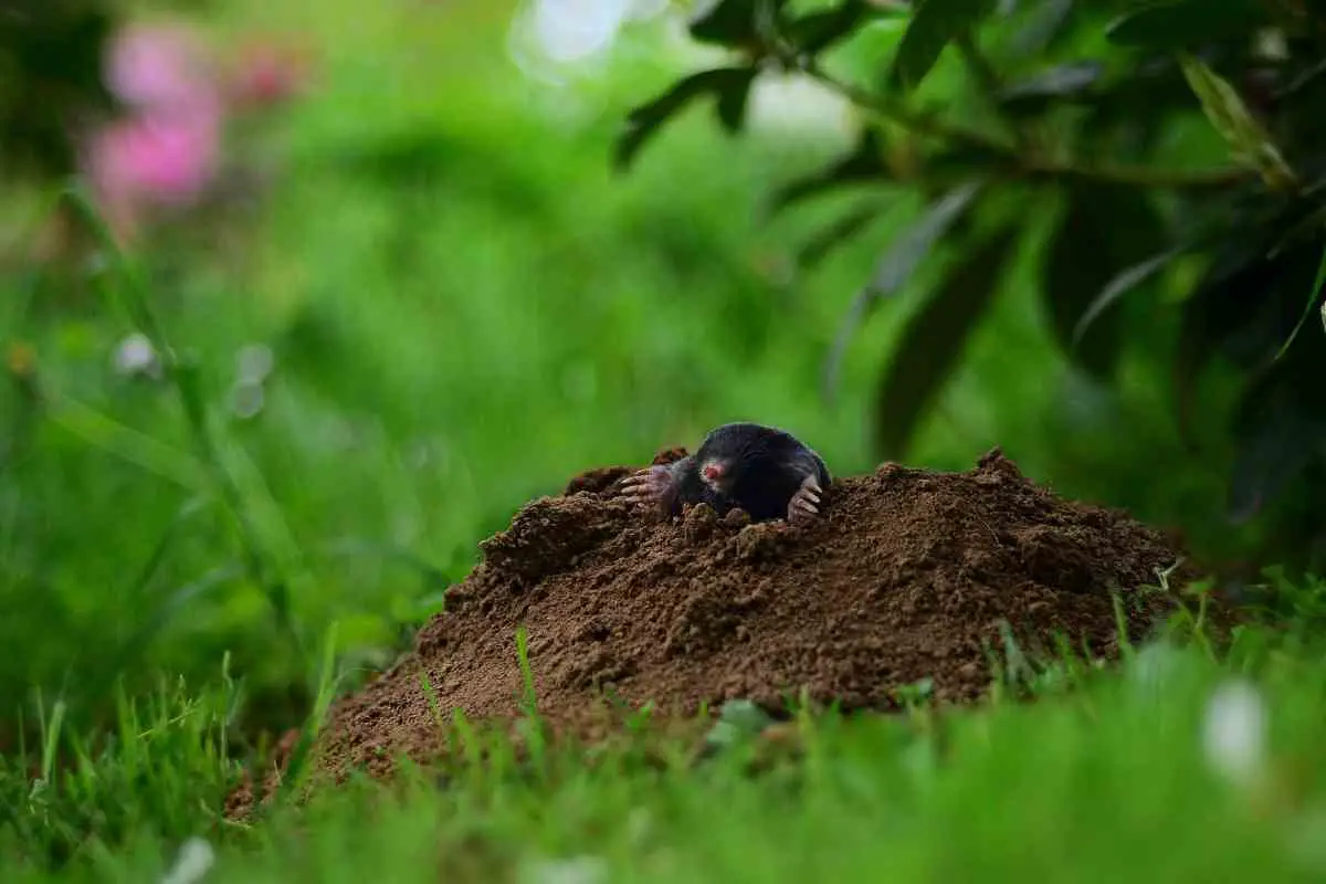Do Sonic Spikes Really Get Rid Of Moles