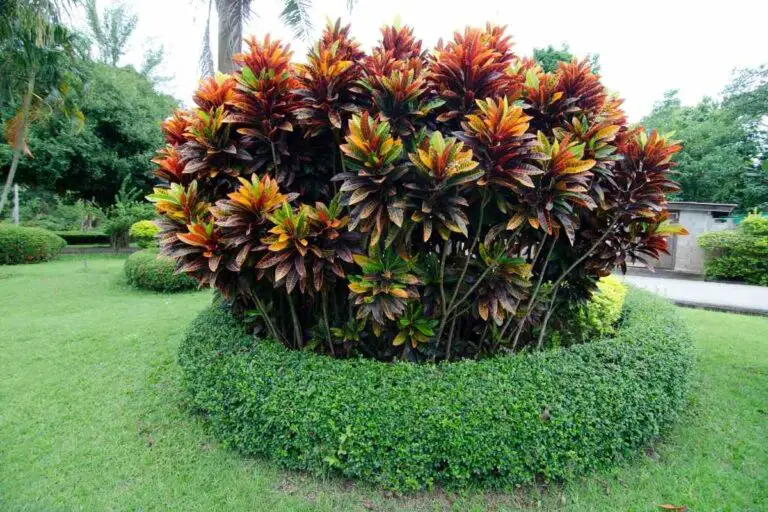 How Often Do Croton Bloom?