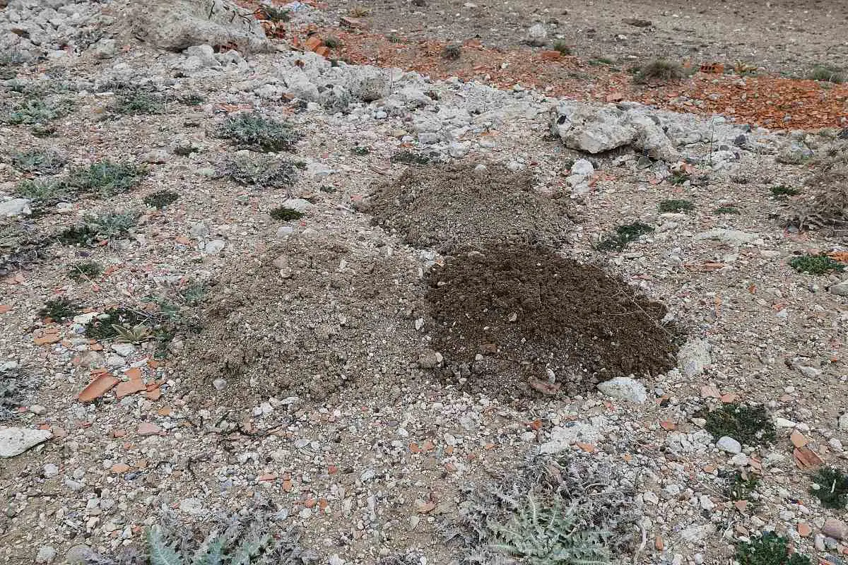 Do Sonic Spikes Really Get Rid of Moles?