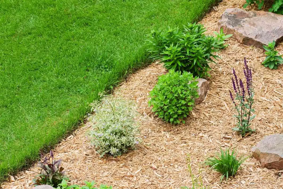 Shampoo Plant - Complete Guide