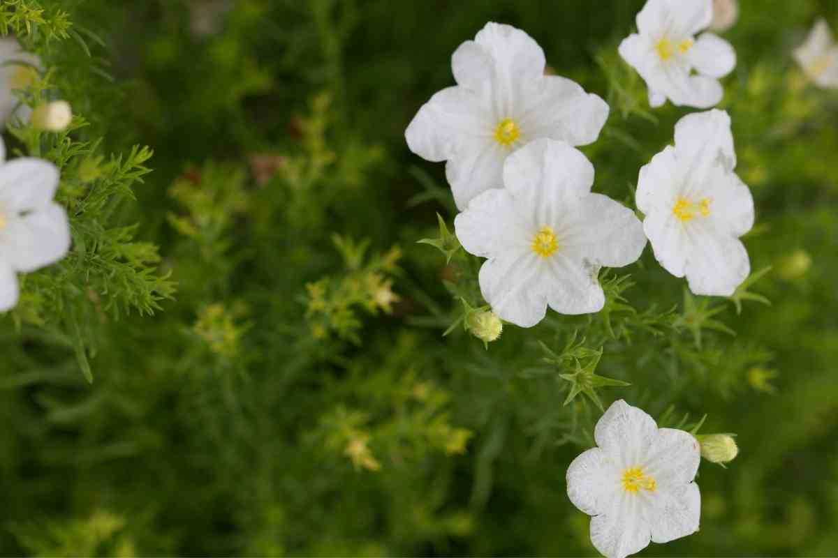 8 White Perennials That Bloom All Summer