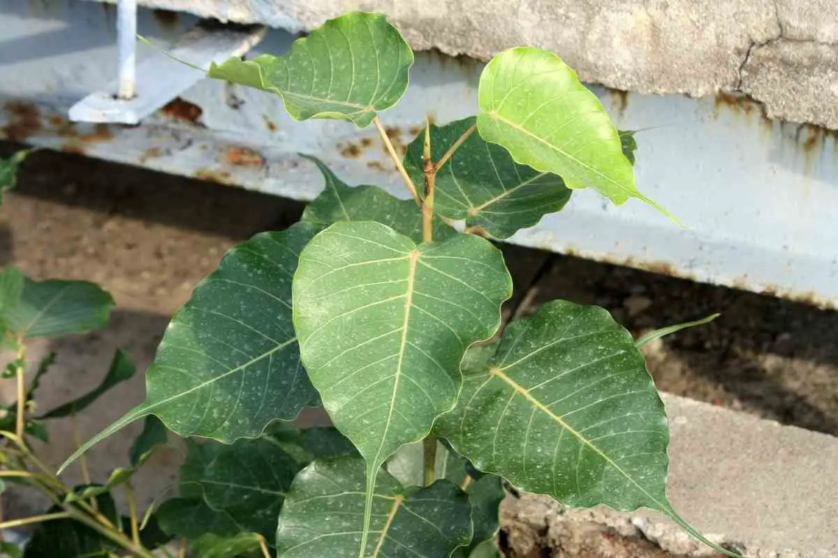 Growers Guide for Peepal Plant