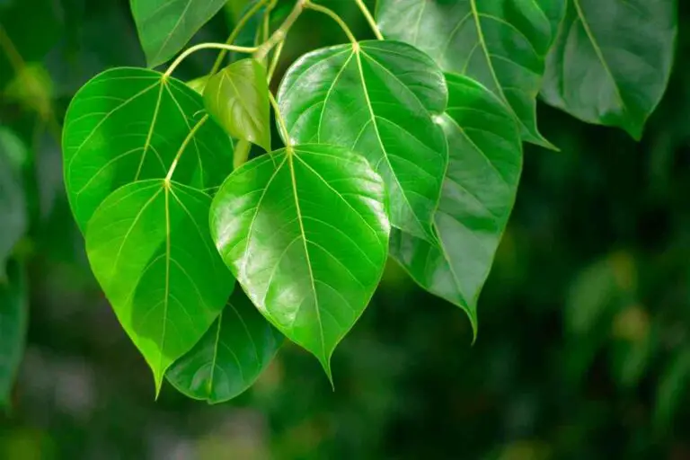 Growers Guide for Peepal Plant
