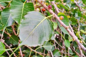 Growers Guide for Peepal Plant