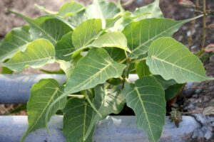 Growers Guide for Peepal Plant