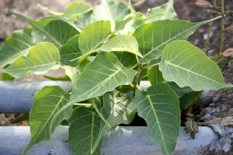 Growers Guide for Peepal Plant