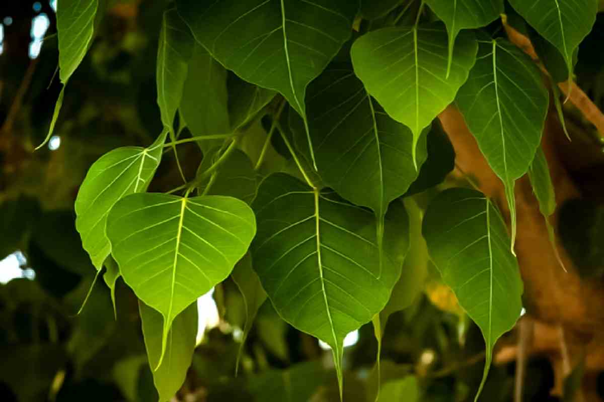 Growers Guide for Peepal Plant