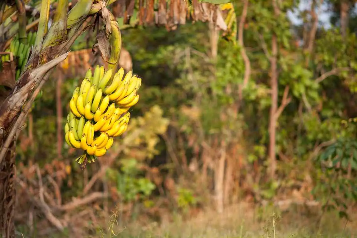 Why Is There Red in My Banana? Red Fungus Inside Bananas