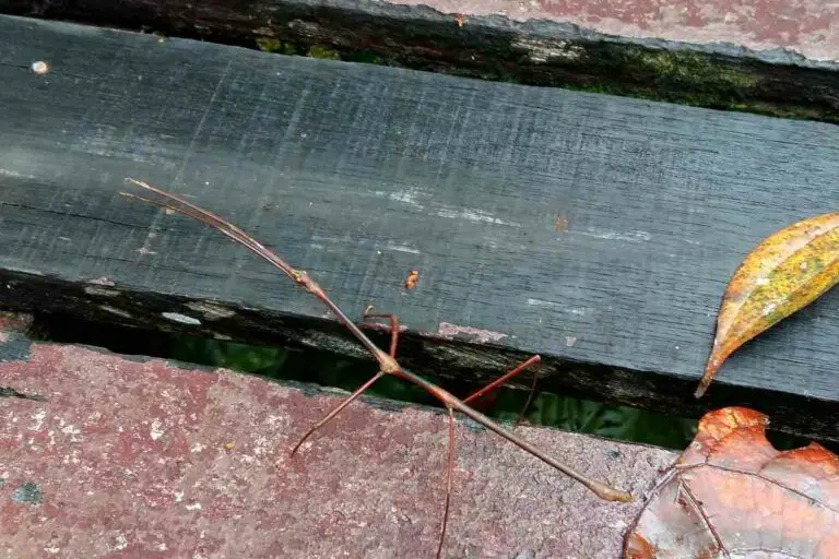 What To Feed Stick Insects?
