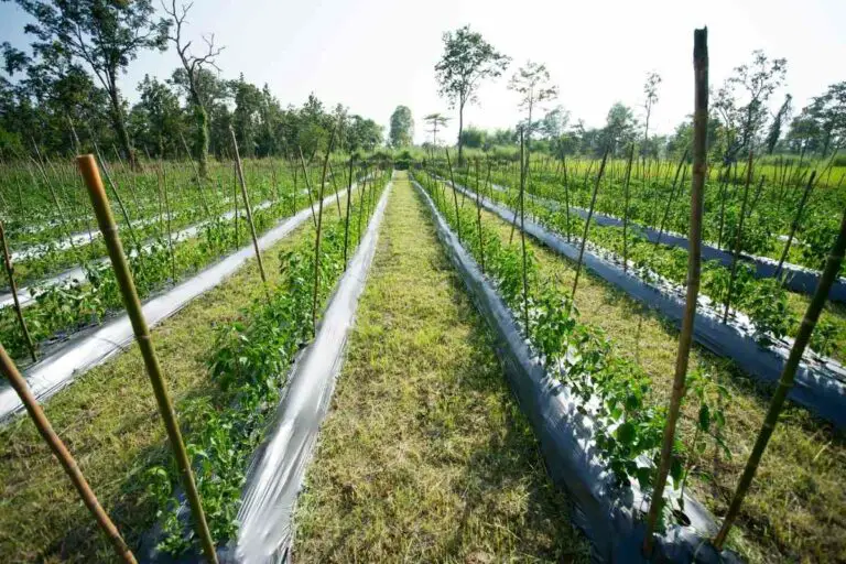 How Do Vegetables Reproduce?
