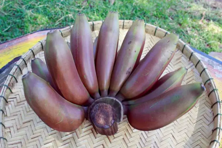Why Is There Red in My Banana? Red Fungus Inside Bananas