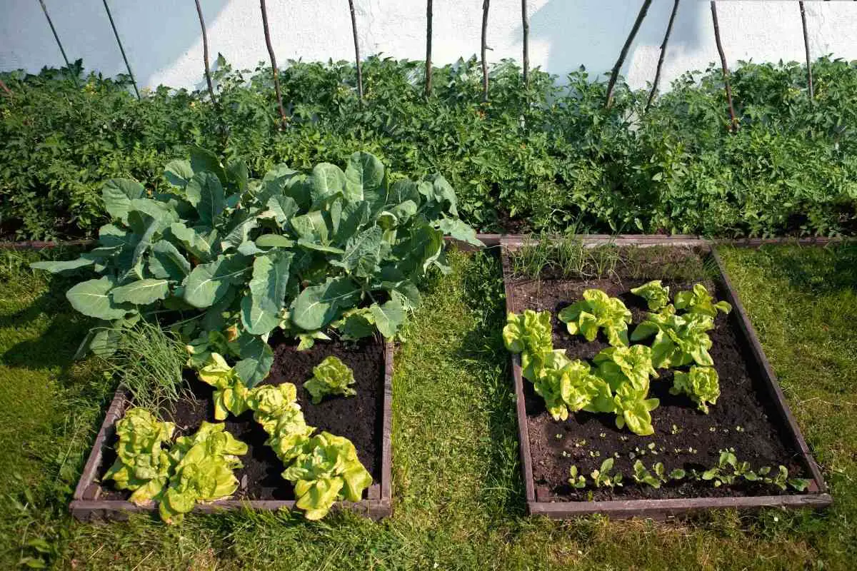 Do Vegetables Have Seeds?