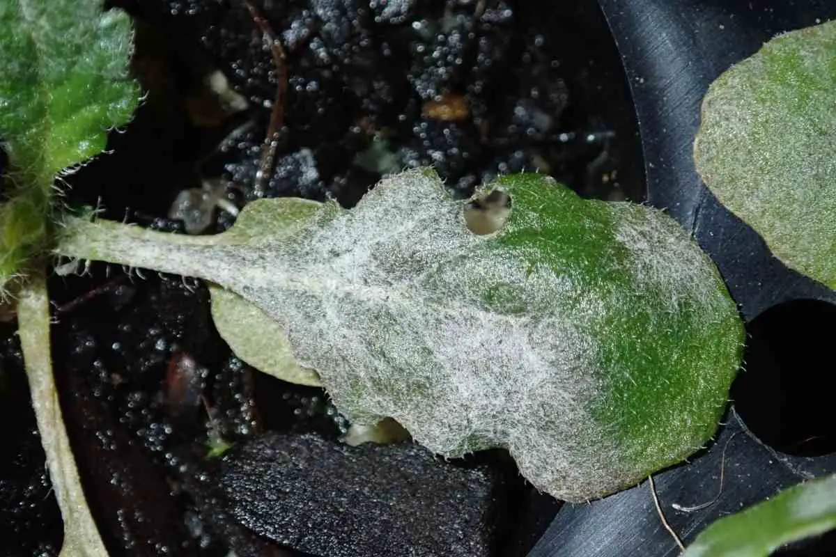 Tomato Leaf Diseases Complete Guide (How to Prevent, Identify and Treat)