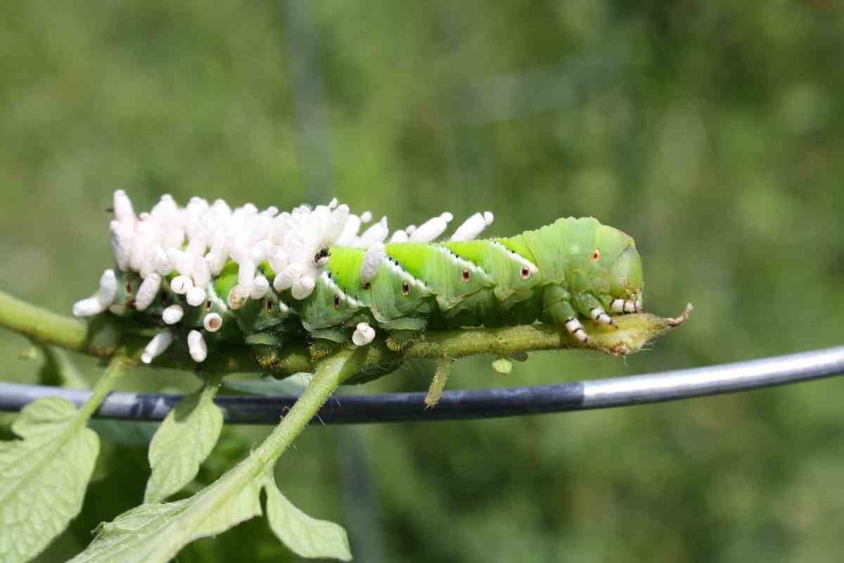 Tomato Hornworm Complete Guide (Are They a Danger to Our Gardens?)
