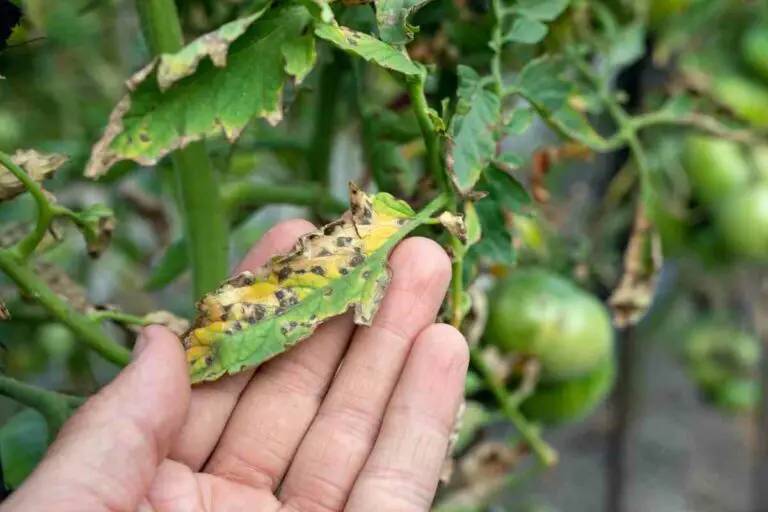 Tomato Leaf Diseases Complete Guide (How to Prevent, Identify and Treat)