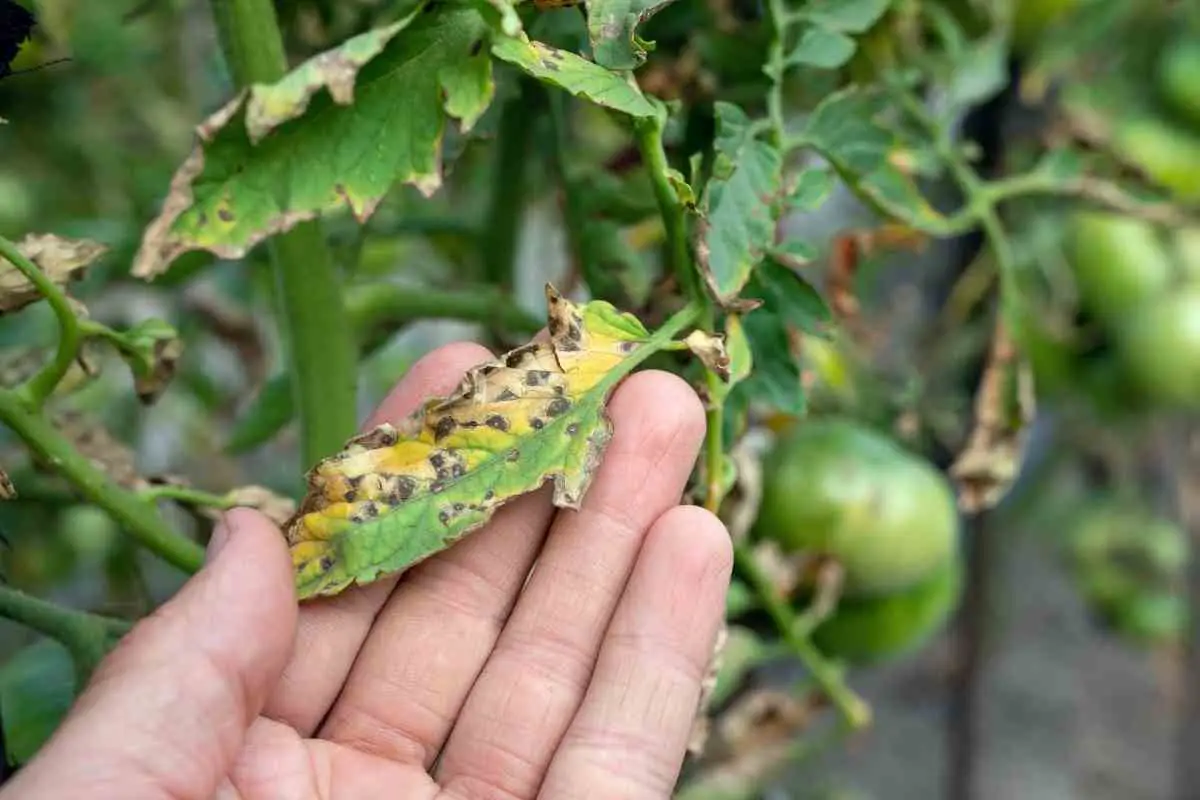 Tomato Leaf Diseases Complete Guide (How to Prevent, Identify and Treat)