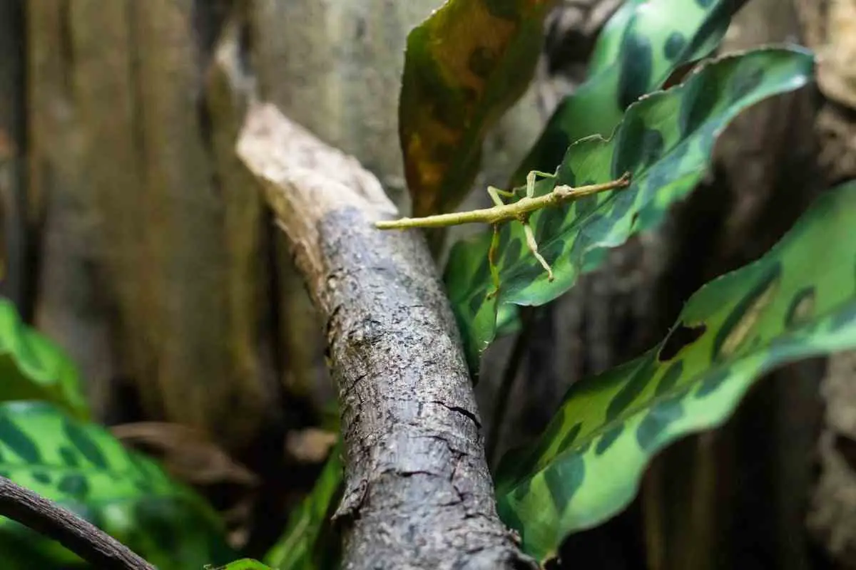 What To Feed Stick Insects?