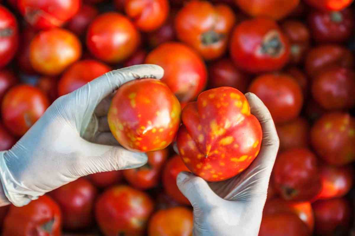 Tomato Diseases Complete Guide (How to Prevent, Identify, and Treat)