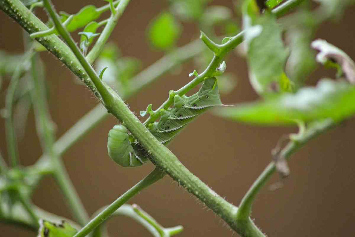 Tomato Hornworm Complete Guide (Are They a Danger to Our Gardens?)