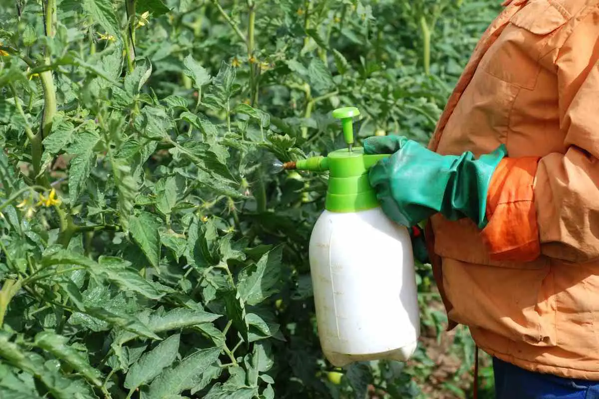 Tomato Leaf Diseases Complete Guide (How to Prevent, Identify and Treat)