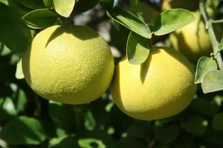 How To Tell if an Orange Has Gone Bad?