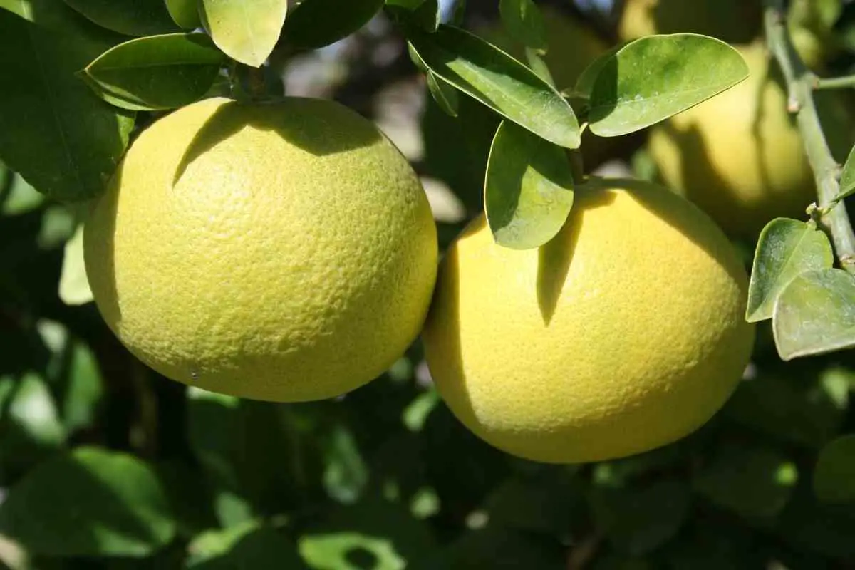 How To Tell if an Orange Has Gone Bad?