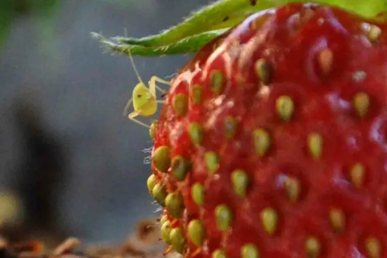 How To Get Rid of Strawberry Bugs?