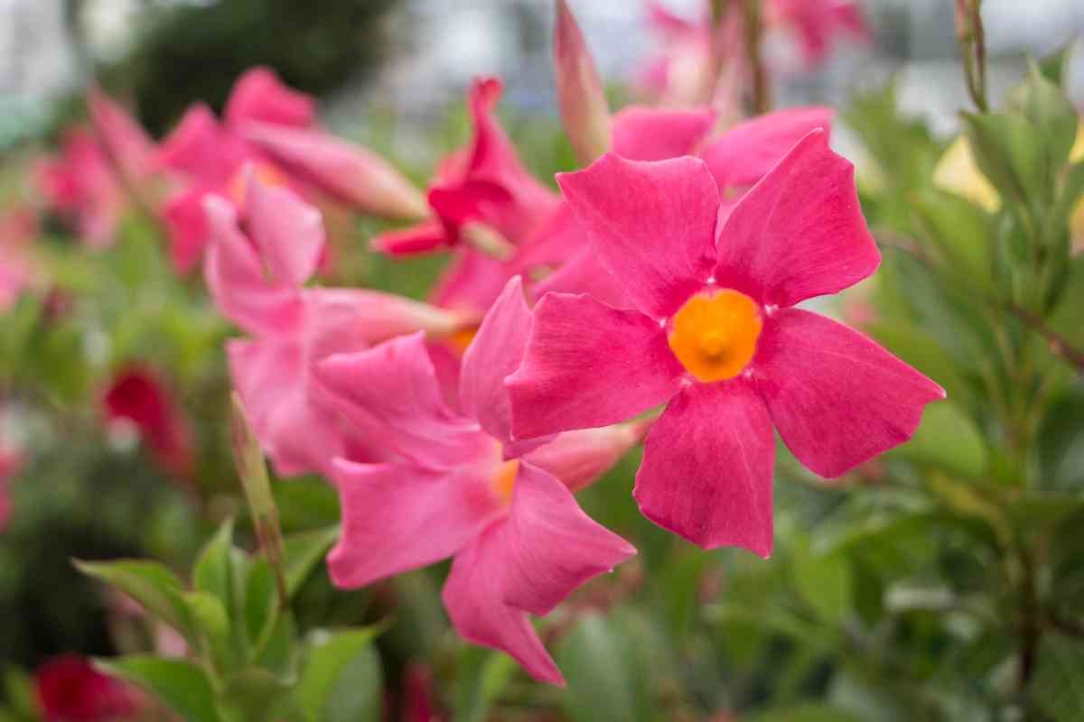 How To Fertilize Mandevilla