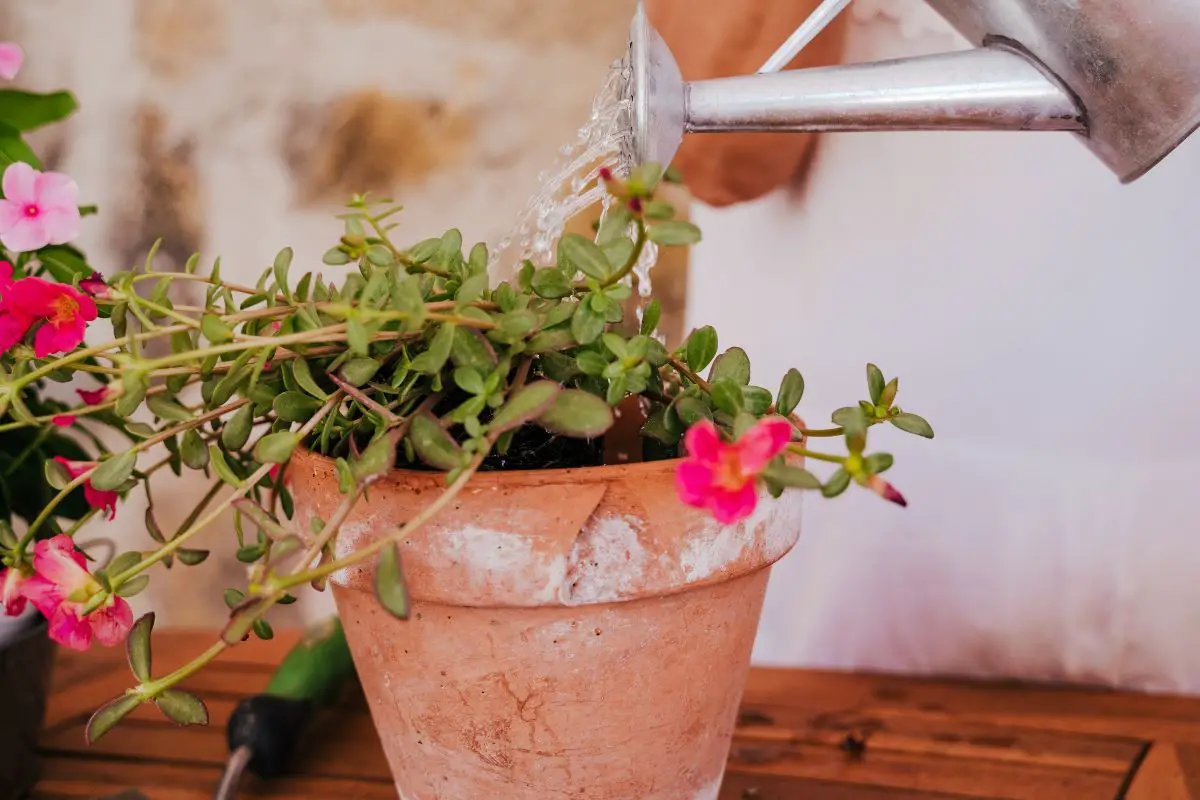 Bringing Plants Back Outside: Timing and Considerations